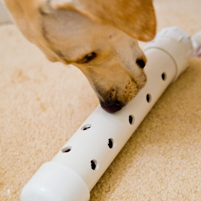Dog Enrichment Toy